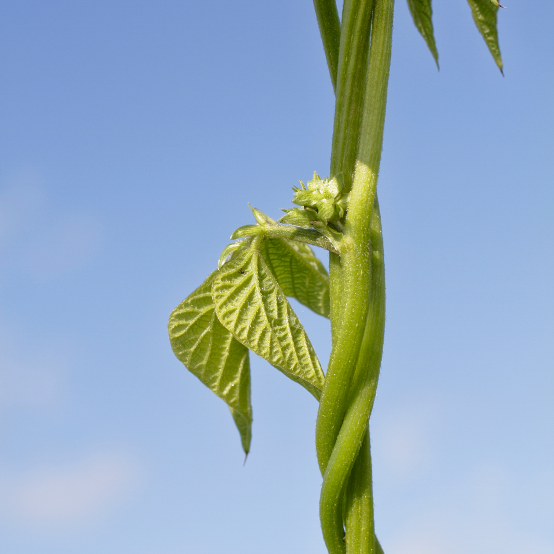 Jack and The Beanstalk - McGill's Buses